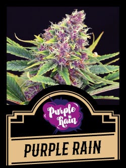 Purple Rain | Mallorca-Seeds